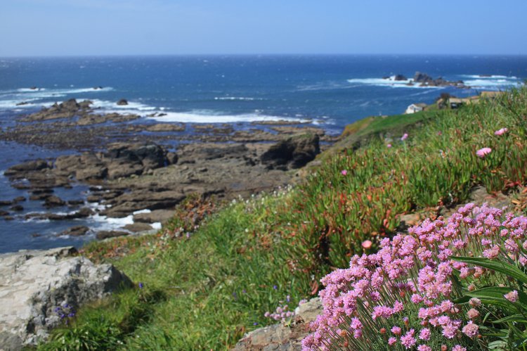 Camellia Cottage, Lizard